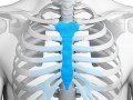 Image showing the location of the Sternum area